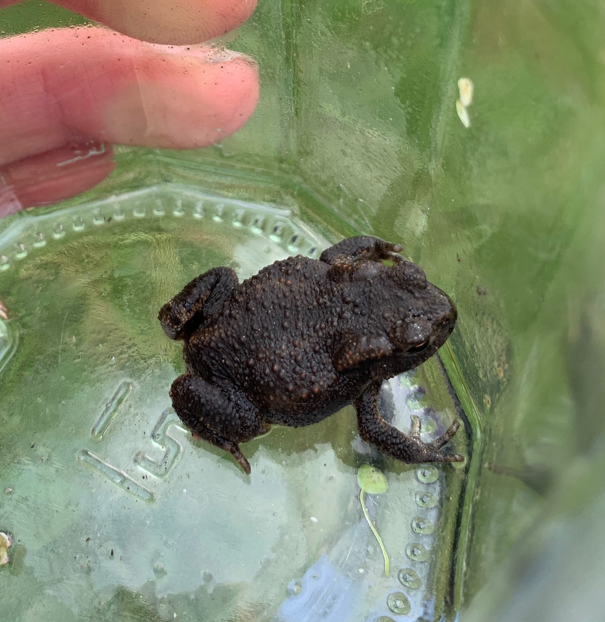 Discovery of the week: Mysterious Toadstone Amulets – Adventures from ...